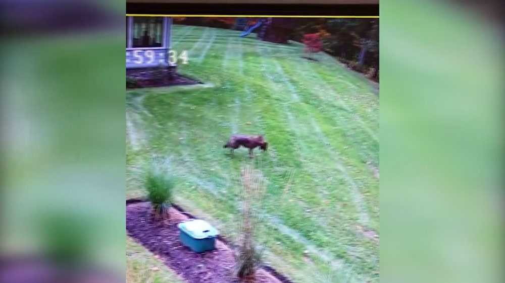 VIDEO: Coyote caught snatching chickens from Westwood backyard