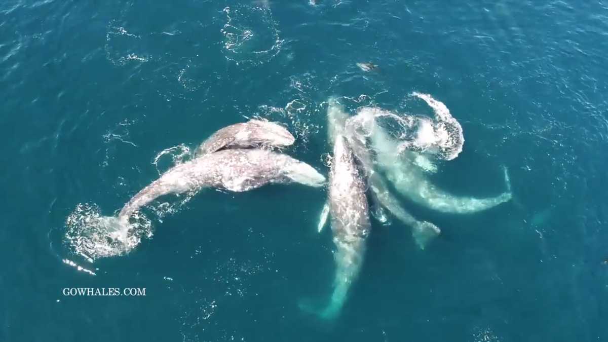 DRONE VIDEO: Gray whales dancing in the Monterey Bay