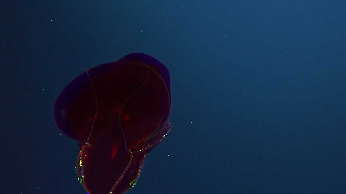 MBARI scientist explains deep sea animals found during recent expedition