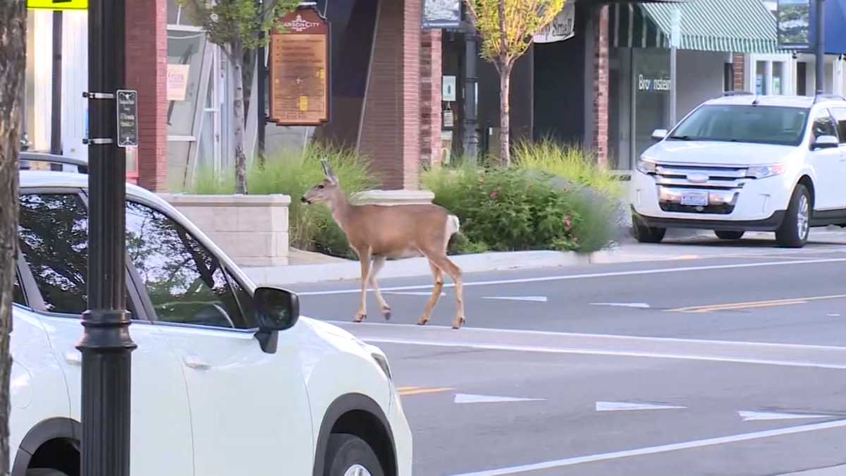 Video: Deer go viral for using crosswalk