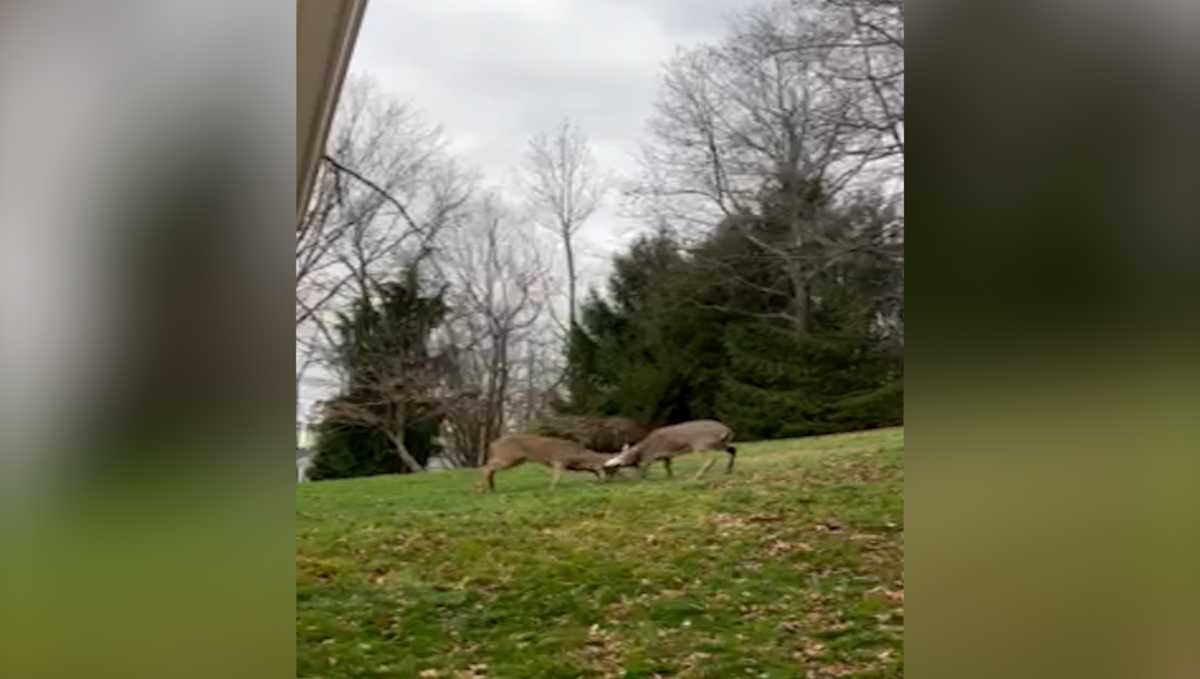 Deer caught in head-to-head matchup in Peters Township