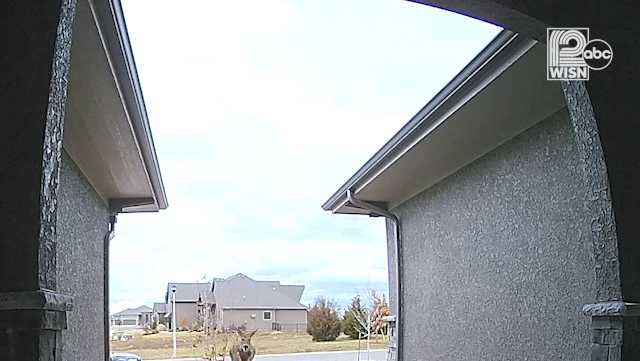 Guard dog no match for unexpected visitor