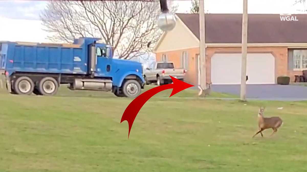 Video: Dump truck nearly hits deer in Lancaster County, Pa.