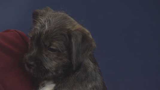 Meet the animals ready for adoption through SAAP