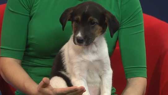 Meet these animals ready for adoption through SAAP