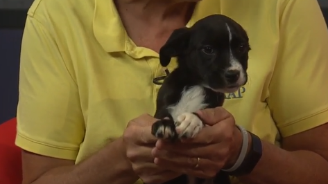 Animals ready for adoption through SAAP