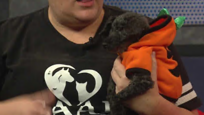 Animals up for adoption through SAAP