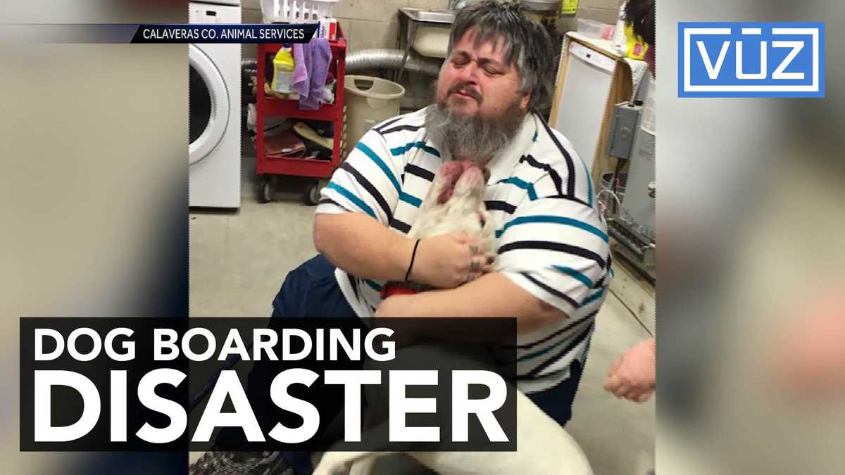 Man is reunited with 2 of 3 dogs after being told they were put down