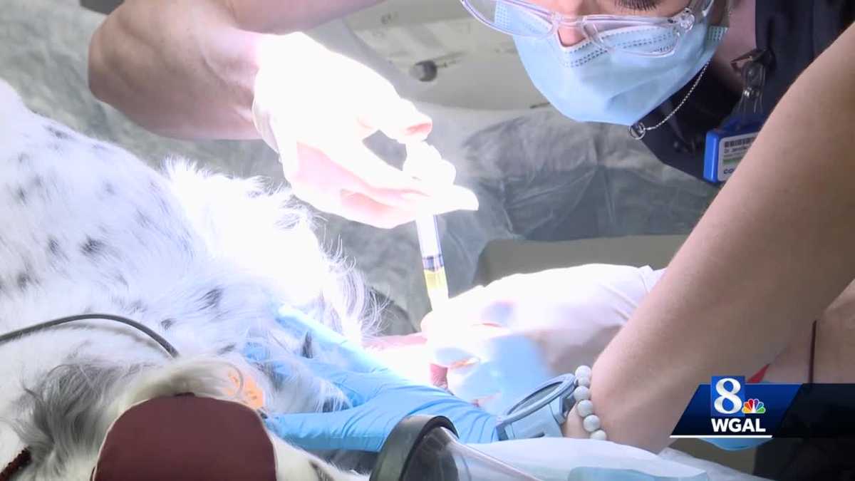 Radioactive injection treats osteoarthritis in dogs