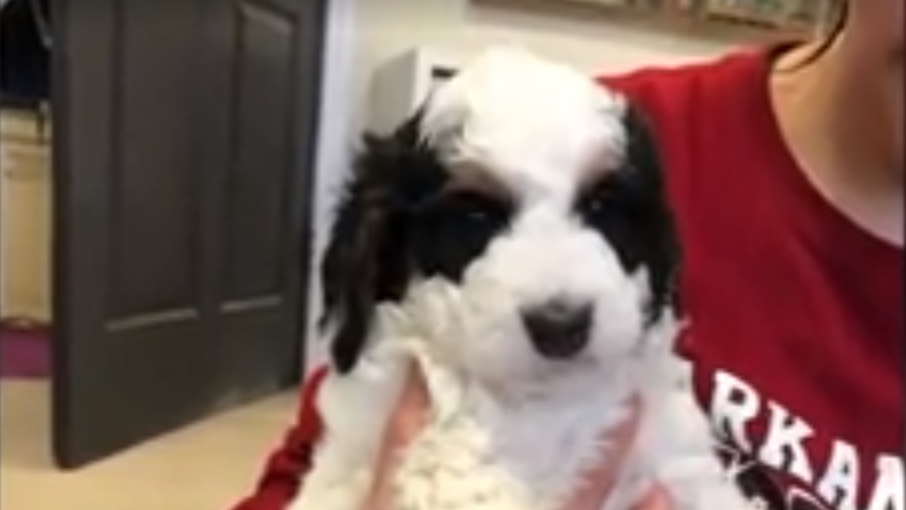 Texas woman claims American Airlines lost her puppy