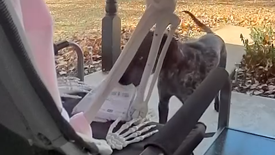 Dog 'caught red-pawed' after taking package from Oklahoma home