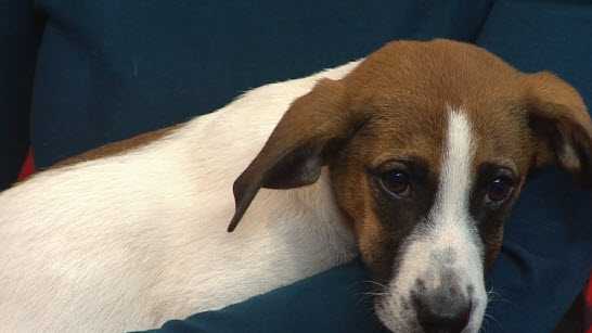 Meet these animals up for adoption through SAAP