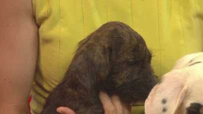 Meet the new animals looking to find homes through SAAP