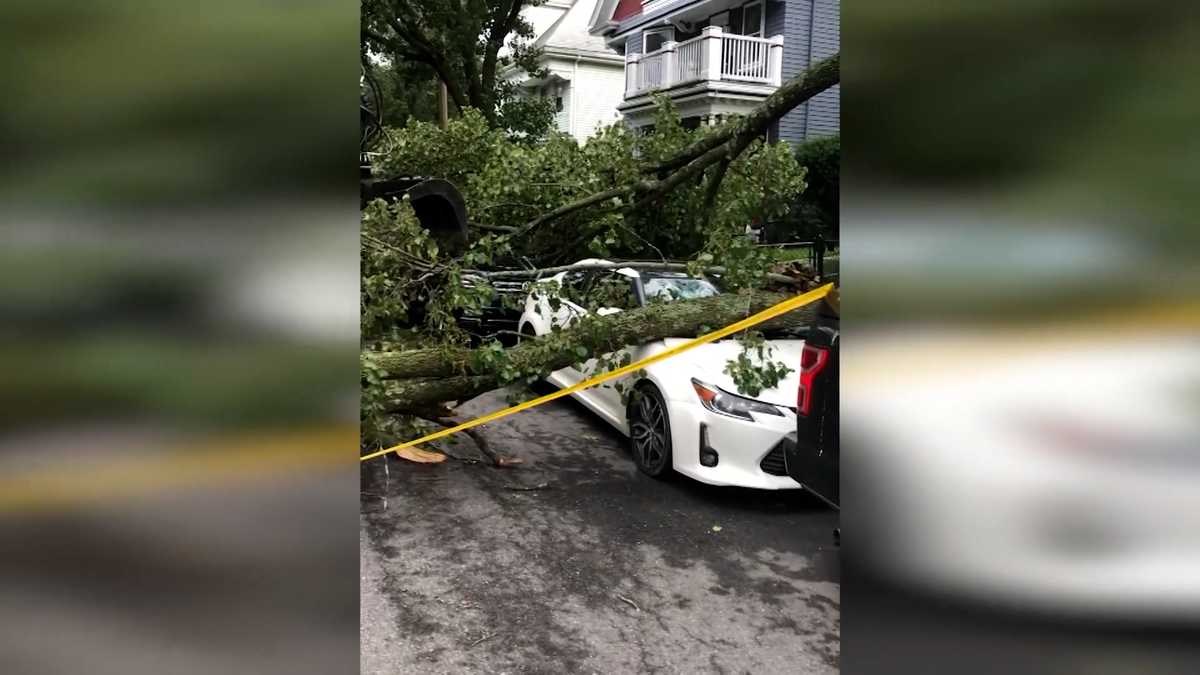 Large tree branch snaps, damages multiple cars in Dorchester