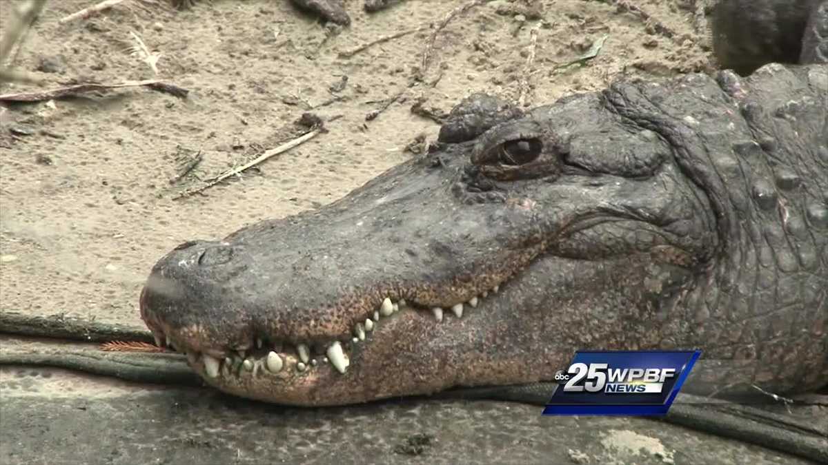 Even alligator farms need protection from Irma