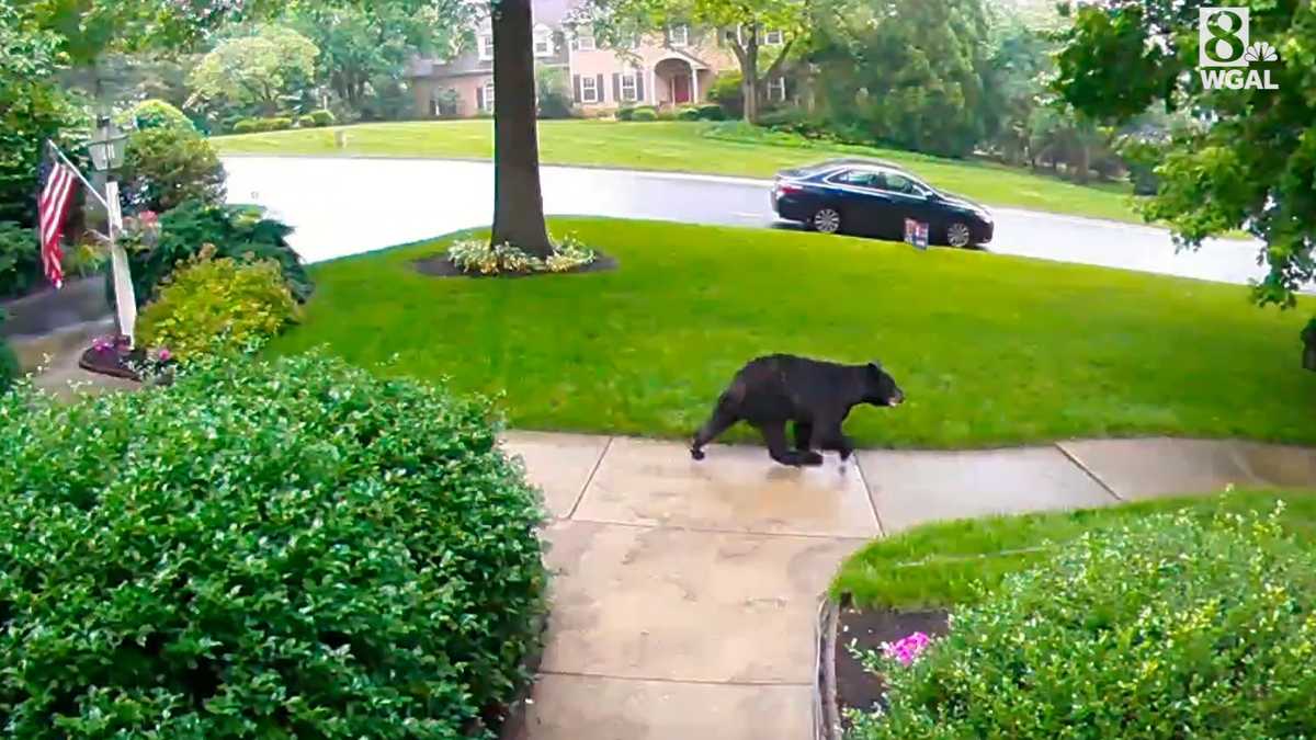 Bear runs through neighborhood in Lancaster County, Pa.
