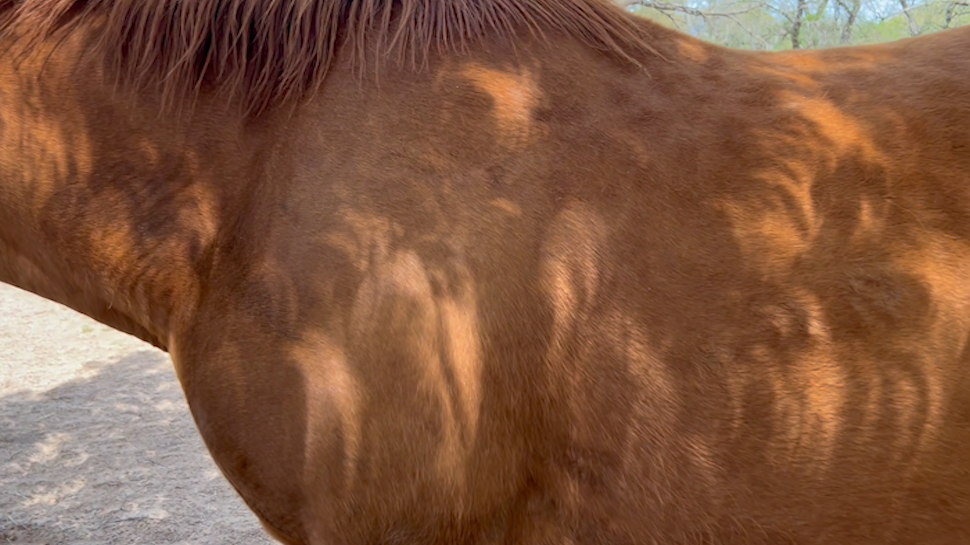 Solar eclipse creates crescent-shaped shadows on Oklahoma horse