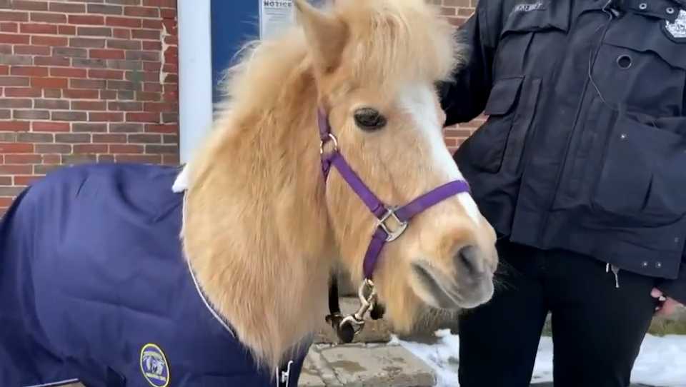 Manchester Police Department in NH introduces new comfort pony