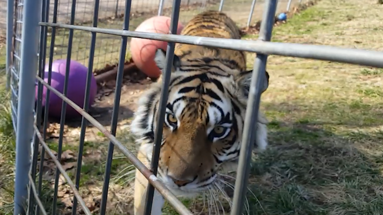 Tiger or cow? Feline "moos" at Turpentine Creek