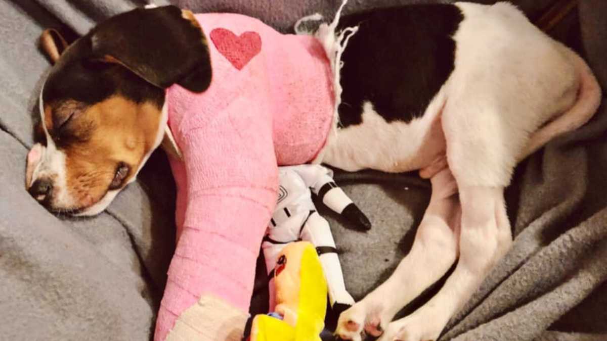 Milo the 'miracle pup' born with rare upside-down paws