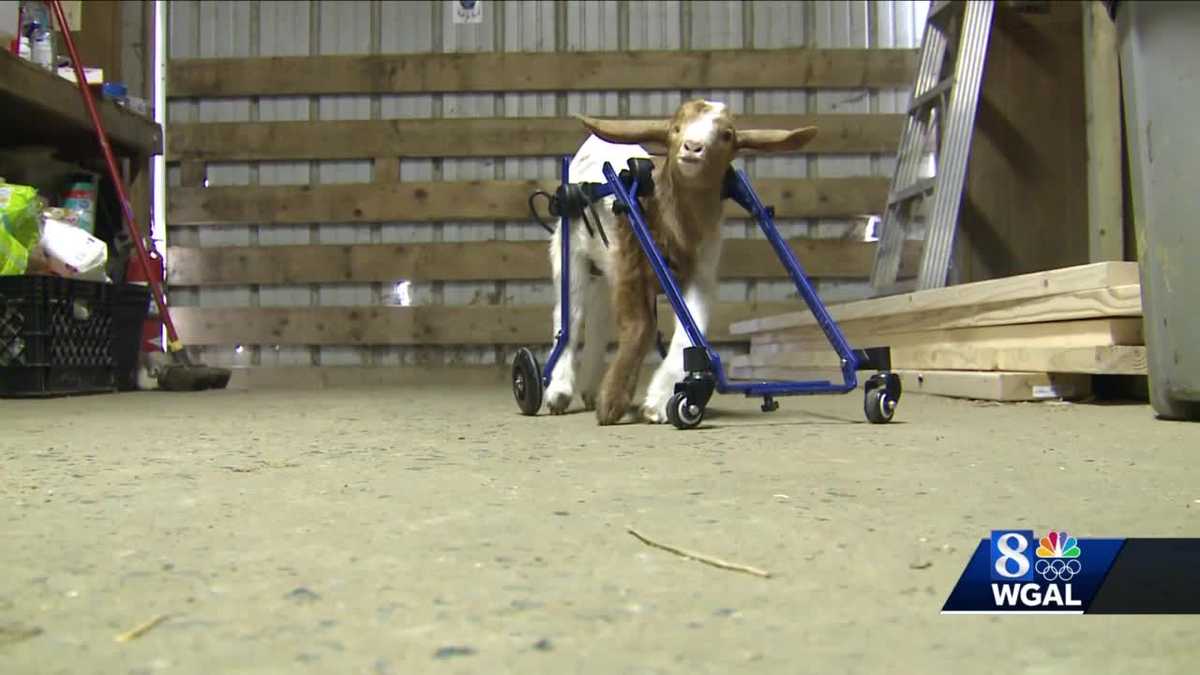 Two disabled baby goats get help from Cumberland County rescue organization