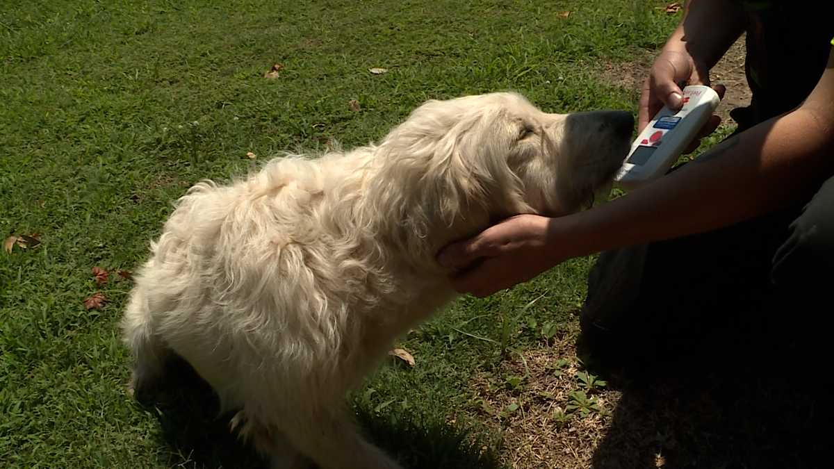 Fort Smith: new ordinance requires pets to be microchipped, spayed and ...