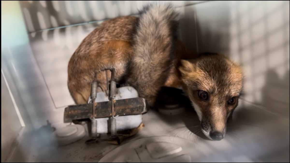 Massachusetts residents react to foxes injured by illegal traps