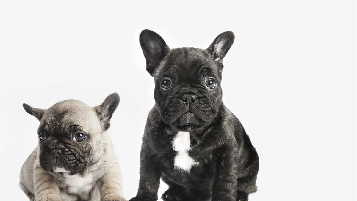 The fine for an unlicensed dog is up to $500, plus court costs.