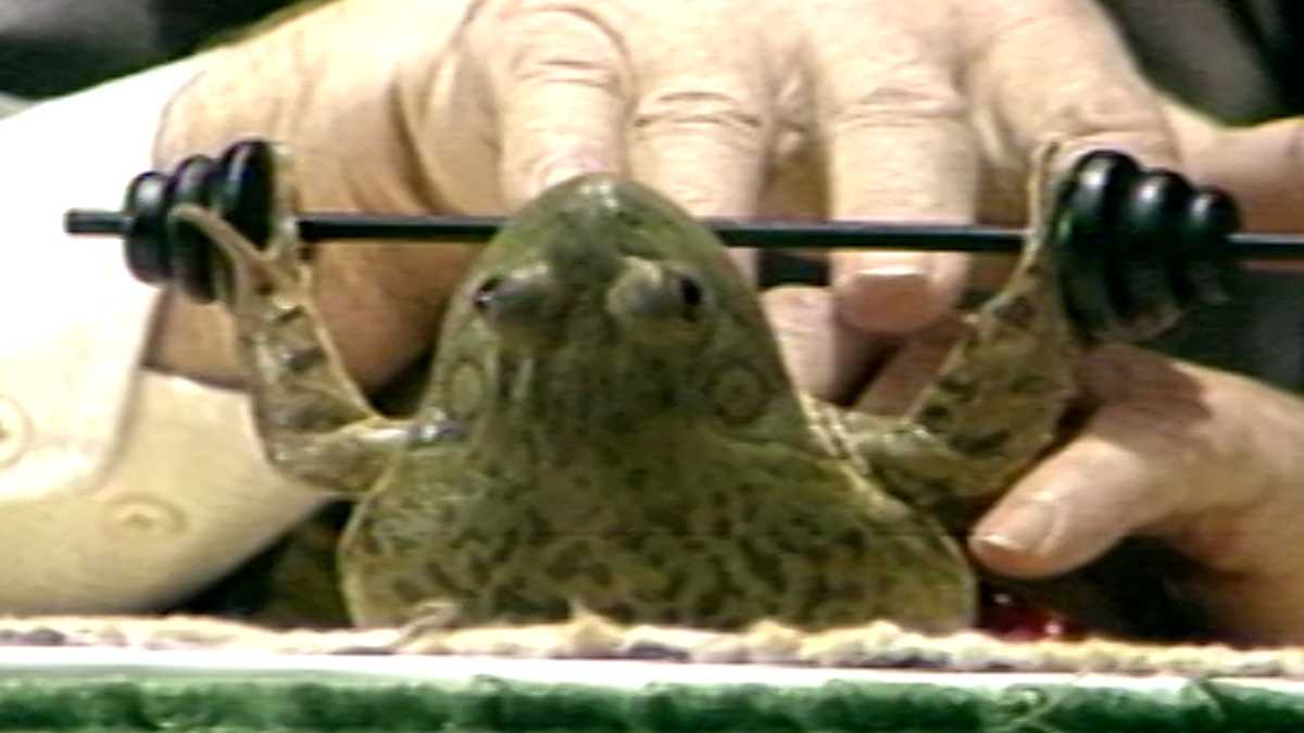 RETRO FIND: Man hypnotizes frogs, puts them through college