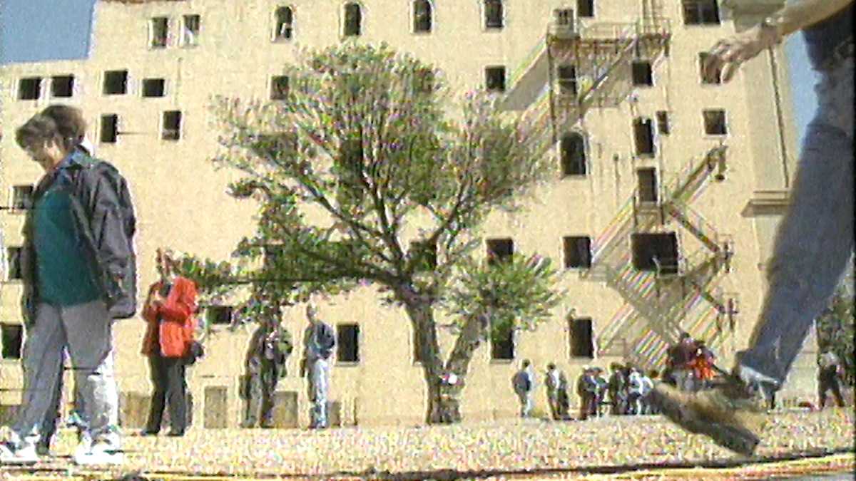 Preserving the survivor tree’s legacy