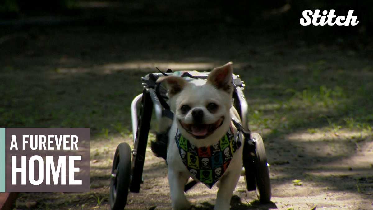 Special-needs pets find forever home at animal sanctuary