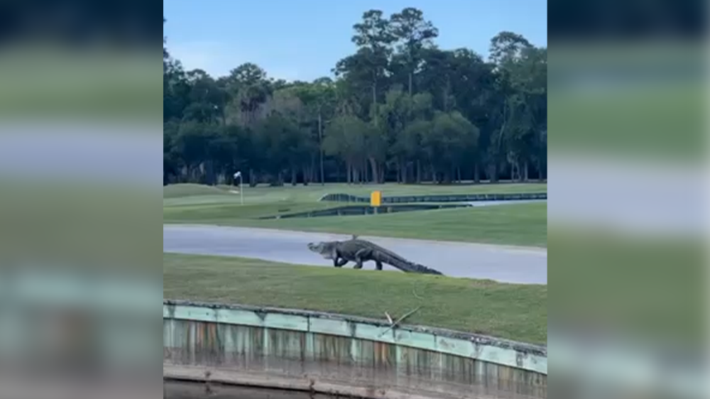 Hilton Head Island: Video shows big gator by golf course