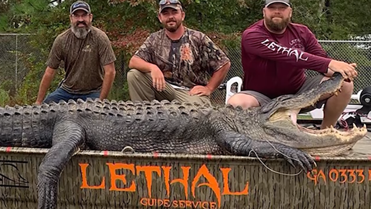 Dad, daughter catch biggest gator in Georgia history