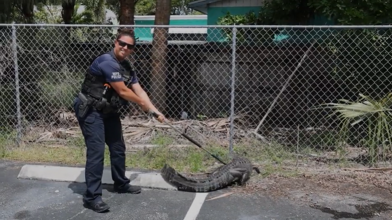 VIDEO: Gator caught near shopping center in West Palm Beach
