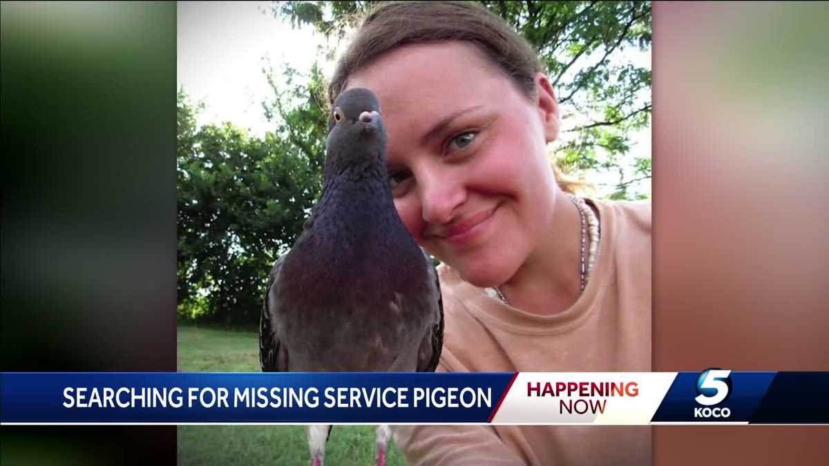 Family desperate to find missing service pigeon named Geraldine