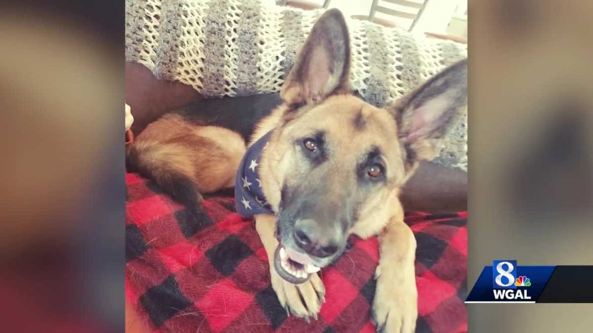 Dog fatally shot in backyard in Lancaster County