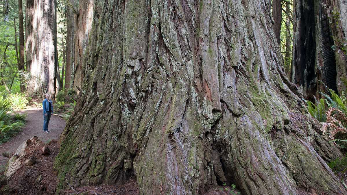 Redwood National Park is home to some of the world's tallest trees