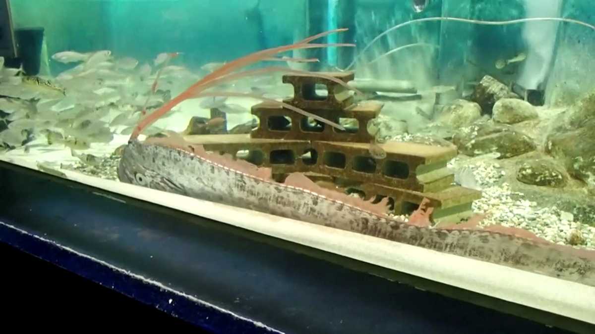 VIDEO: Huge, rare sea creature, the giant oarfish, caught alive off ...