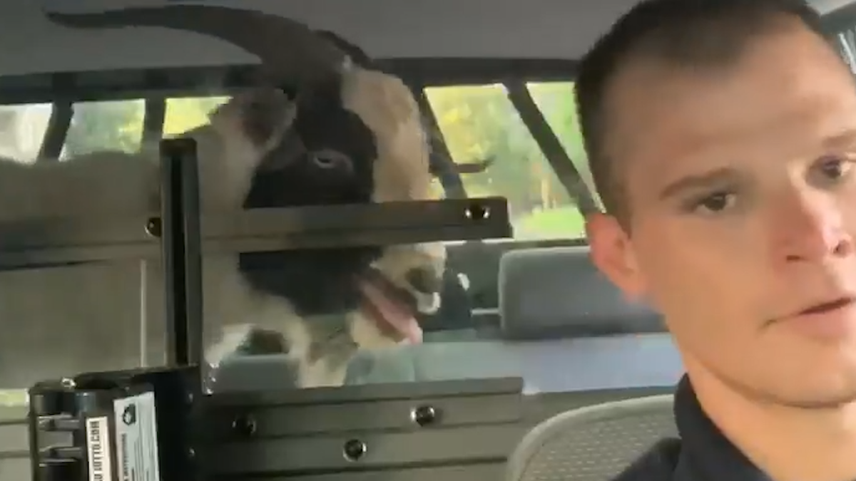 Irondale police does remix with captured goat