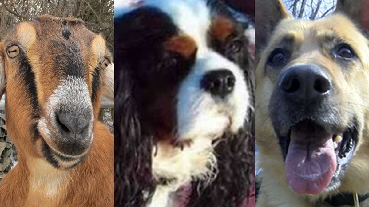 Vermont town's goat mayor faces stiff competion in re-election bid