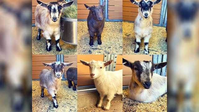 OKC Zoo asks for public's help naming 6 female goats