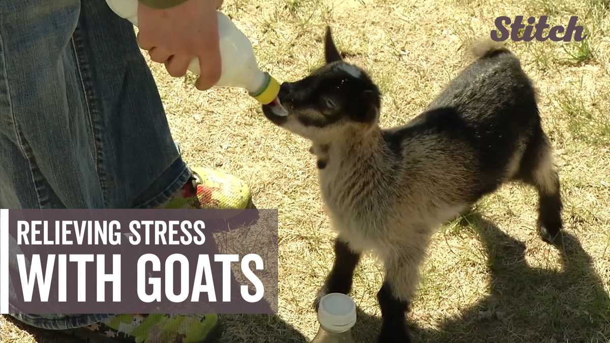 You’ve heard of therapy dogs, but therapy goats?