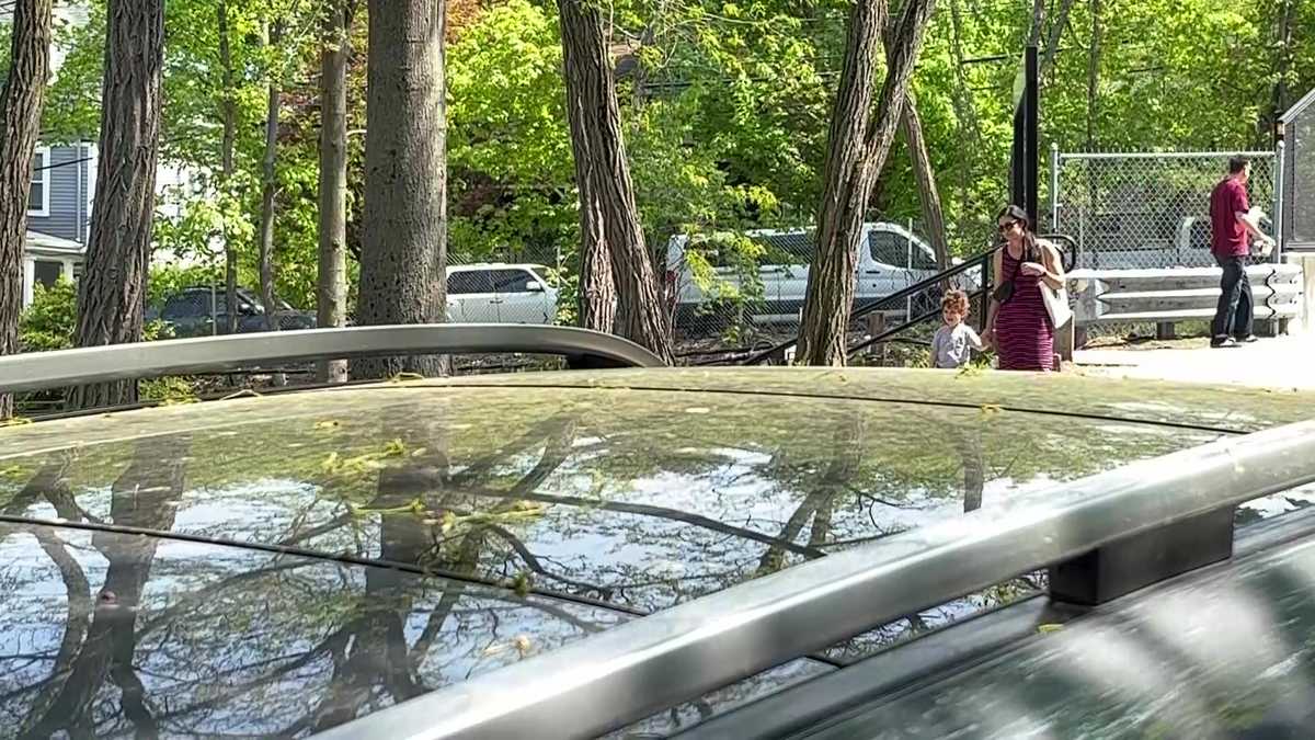 Pollen creating allergy misery for some, covering ground in green