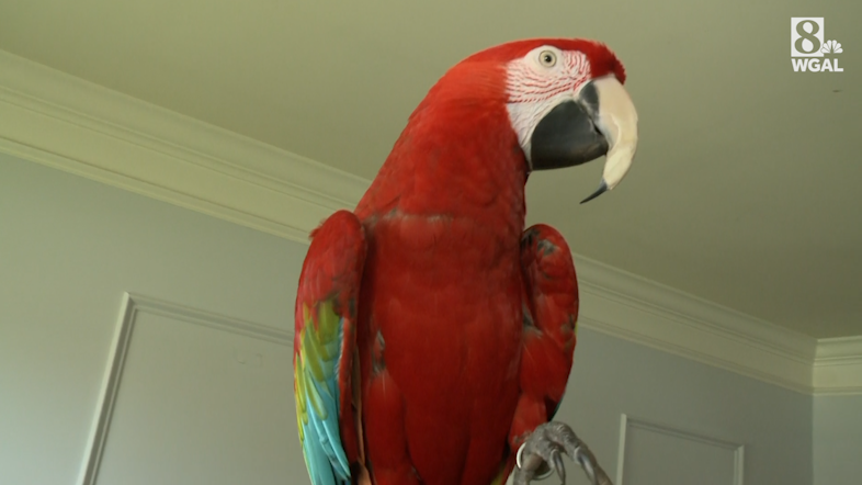 York County family grateful for community's help in finding Macaw