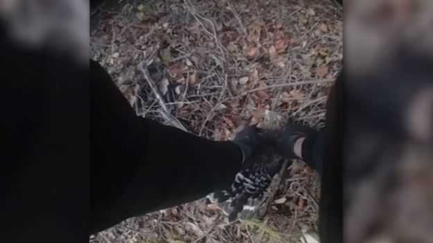 Florida deputy frees hawk being strangled by snake