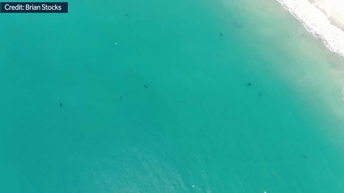WATCH: Great white sharks return to the shores of Seacliff State Beach