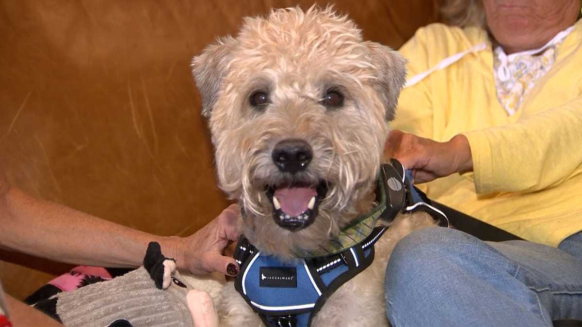 Missing dog found after more than 2 weeks away from Mass. home