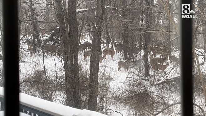 Pennsylvania senators propose Monday start for deer season