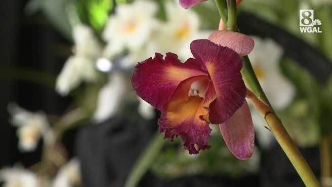 Hershey Gardens kicks off 41st annual Orchid Show