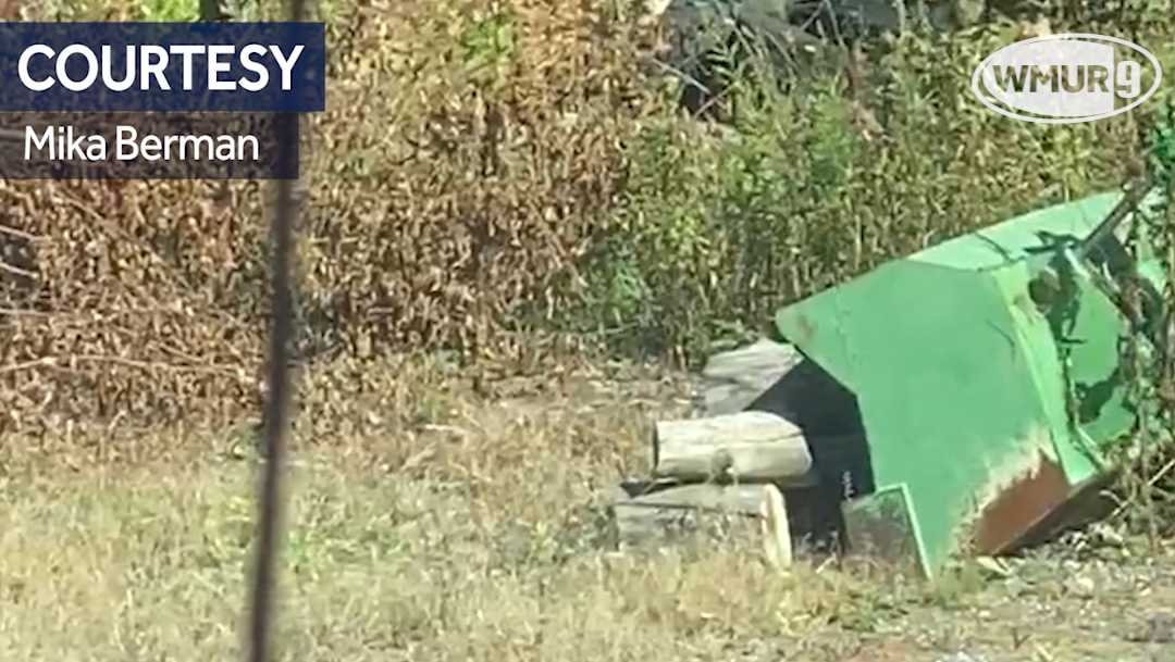 Bobcat spotted in Hollis